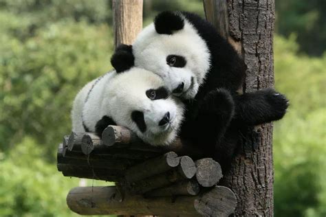 El Oso Panda Est En Peligro De Extinci N Estado De Conservaci N Y