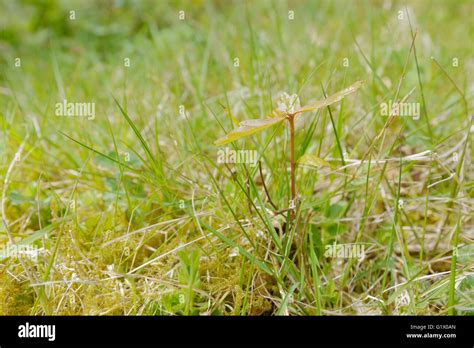 Sessile Oak Quercus Petraea Seedling Growing In Heath Grassland