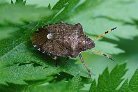 Effective Stink Bug Control By Icon Pest