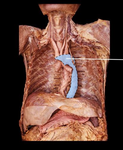 Digestive System Human Cadaver Flashcards Quizlet