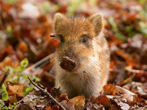 Aprender acerca 70 imagen fond d écran animaux 4k fr thptnganamst edu vn