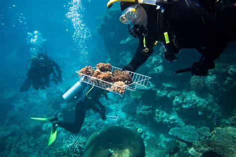 Australia Lucha Con Salvar La Gran Barrera De Coral ElTitular Do