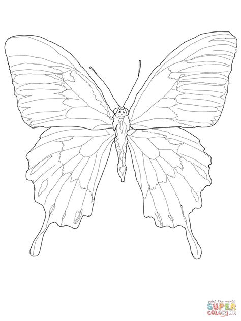 Dibujo De Mariposa Ulises Para Colorear Dibujos Para Colorear Porn