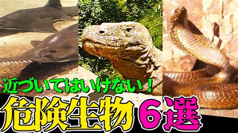 閲覧注意絶対に近づいてはいけない危険生物6選猛毒や凶器を持つヤバい動物たち飛び出せ科学くんからお送りする特別編 YouTube