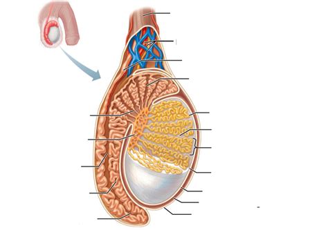 Male Scrotum Diagram Quizlet