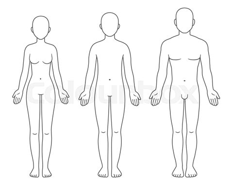 Male Female And Unisex Body Chart Stock Vector Colourbox