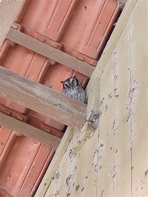 Black capped Screech Owl from Timbó SC Brasil on February 17 2024