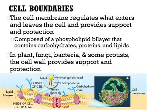 Ppt Cell Transport Cell Membranes Movement Across Them Powerpoint