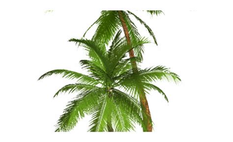 Arecaceae Tree Clip Art Palm Tree Transparent Background Image Png