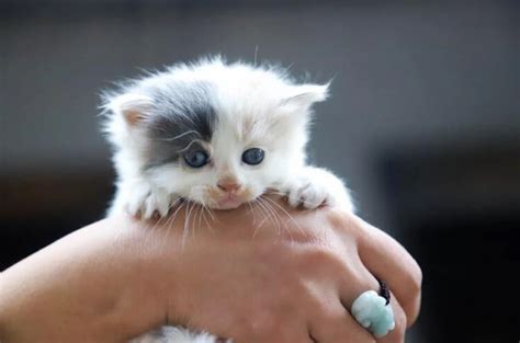 R Yada Do Um Yapan Kedi G Rmek Ne Anlama Gelir R Yada Do Um Yapan