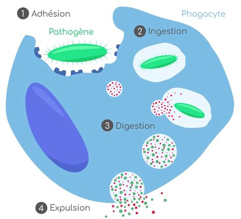 Phagocytes caractéristiques et mode d action Nutrixeal Info