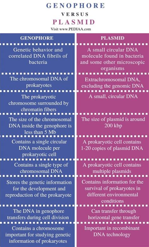 What Is The Difference Between Genophore And Plasmid Pediaa