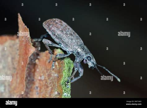 Beetle Grey Pine Weevil Brachyderes Incanus Coleoptera Curculionidae