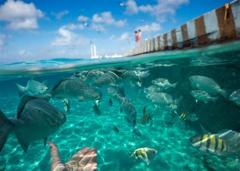 Cómo llegar de Playa del Carmen a Cozumel Riviera Maya