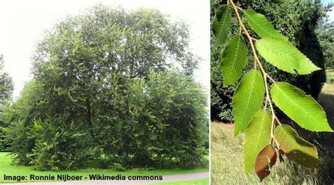 14 Types Of Elm Trees And How To Identify Them AMERICAN GARDENER