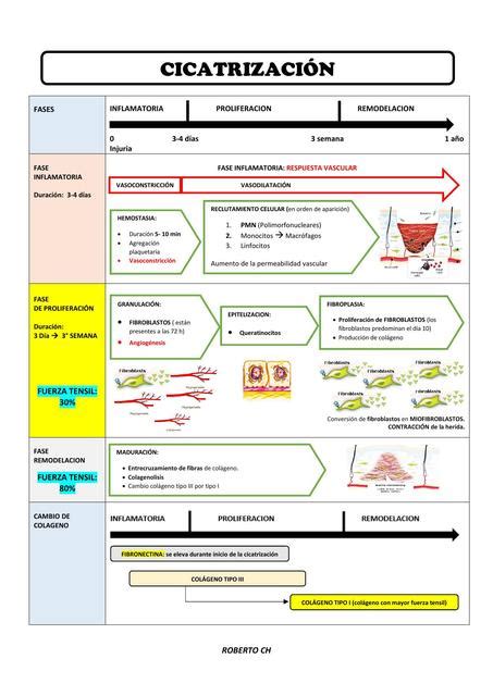 Cicatrización de heridas uDocz
