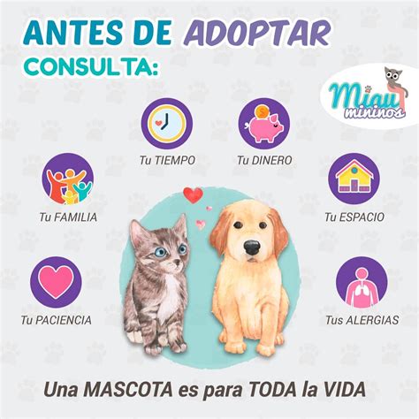 Que Hacer Antes De Adoptar Un Perro