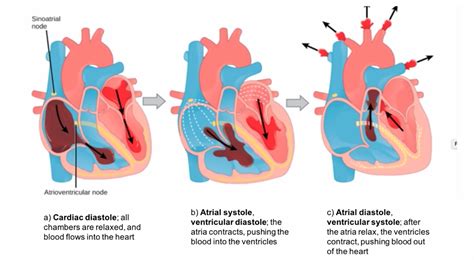 The Cardiac Cycle A Level Biology Revision Notes