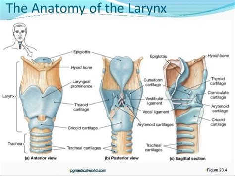 Anatomy of larynx Anatomia cabeza y cuello Anatomía Laringe