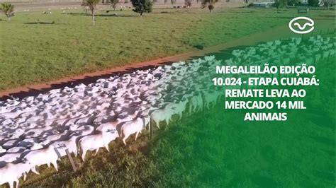 Megaleilão Edição 10 024 Etapa Cuiabá Remate leva ao mercado 14 mil