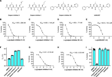 Biochemical And Biophysical Characterizations Of Calpain Inhibitors II