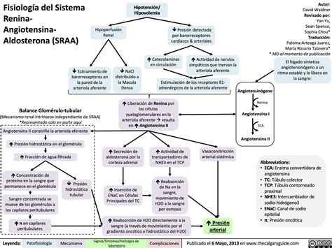 Fisiología del Sistema Renina Angiotensina Aldosterona SRAA