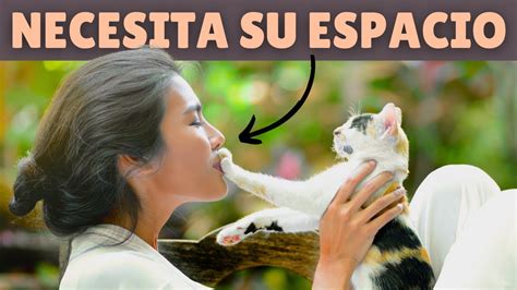 Desvelando el misterio Por qué tu gato pone SU PATA en TU CARA 7