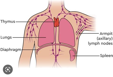 Lymphsystem Flashcards Quizlet