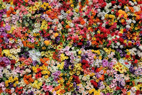 Qual é o significado das rosas brancas 4 passos Significado da rosa
