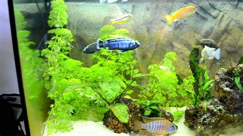 Planted African Cichlid Tank Youtube