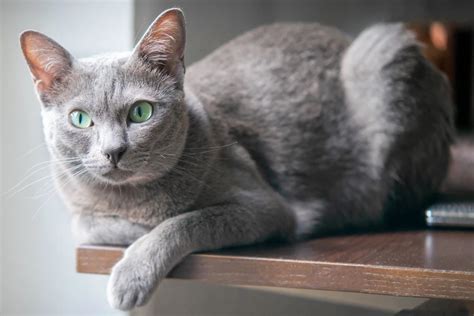 10 Adorable But Rare Cat Breeds You Didnt Know About