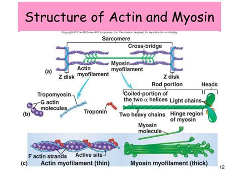 Actin And Myosin Diagram To Label