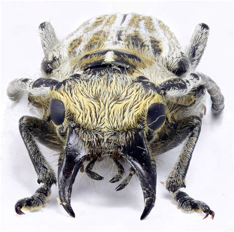 Cerambycidae Species Details