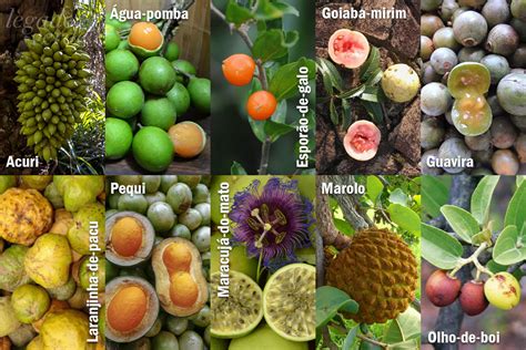 Portal Legado Verde Frutos Nativos Do Bioma Pantanalpor Legado Verde