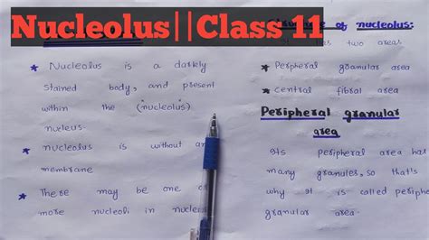 Nucleolus Structure Of Nucleolus Functions Class Chapter Easy
