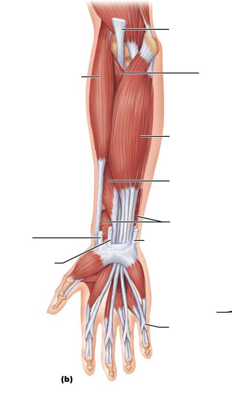 Anterior Deeper Muscles Of Forearm And Wrist Diagram Quizlet