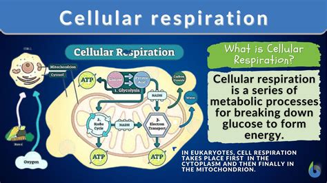 Cellular Respiration Labeled Diagram