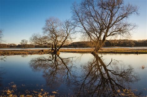 Banco De Imagens Panorama Rvore Agua Natureza P Ntano Ramo