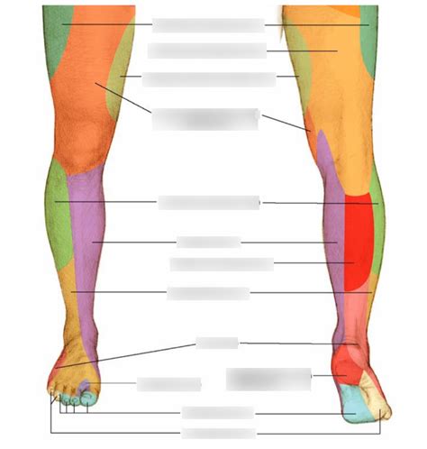 Dermatomes Of Lower Extremity Diagram Quizlet