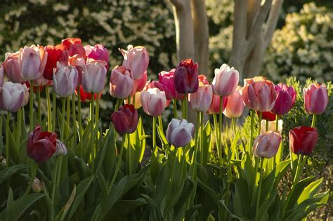 Tulip Bunga Bunga Kebun Foto Gratis Di Pixabay Pixabay