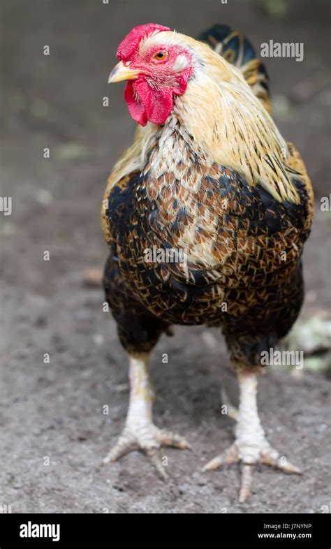 Eco Stable Egg Chicken Hen Cock Rooster Eco Birds Beak Breeding Stable