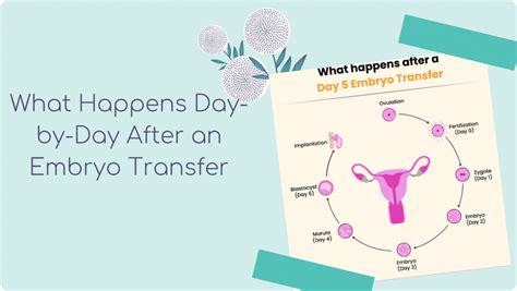 What Happens Day By Day After An Embryo Transfer Nua Fertility