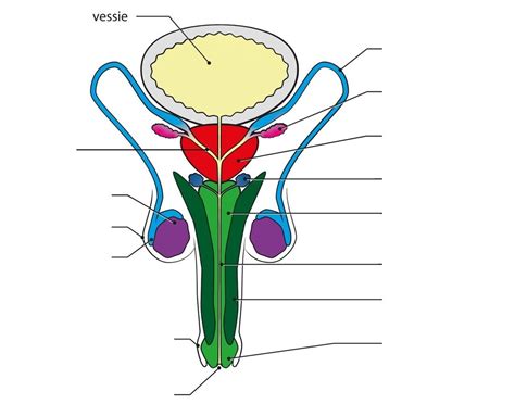 Diagramme De Appareil Genital Masculin De Face Quizlet