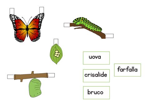 Il Ciclo Vitale Della Farfalla In 3D Il Blog Di Mamma E Casalinga