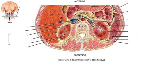 Inferior View Of Transverse Section Of Abdomen L2 Diagram Quizlet