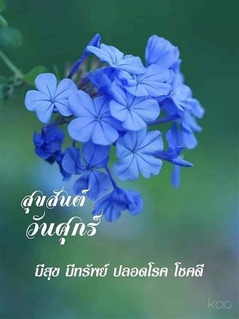 ปกพนโดย Khun Aey ใน HAPPY FRIDAY ดอกไมสฟา สวสดตอนเชา กหลาบ