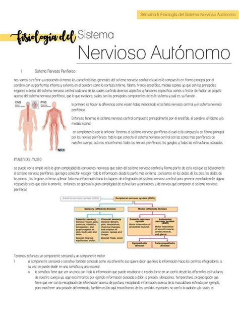 Fisiolog A Del Sistema Nervioso Aut Nomo Ricardo Avila Udocz
