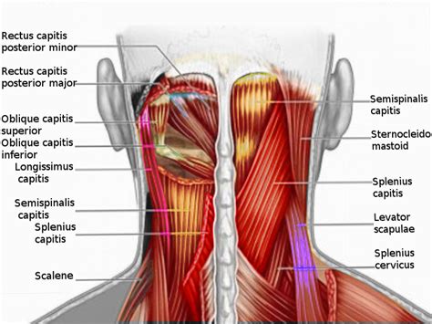 Figure Posterior Neck Muscles Image Courtesy S Bhimji MD