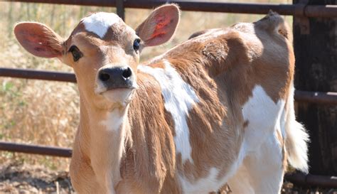 What Is Jersey Cow Milk