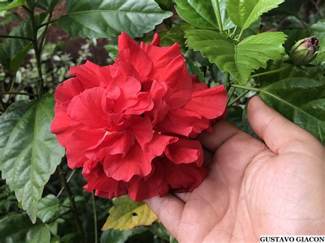 Aprender Sobre Imagem Flores De Hibisco Dobrado Br Thptnganamst